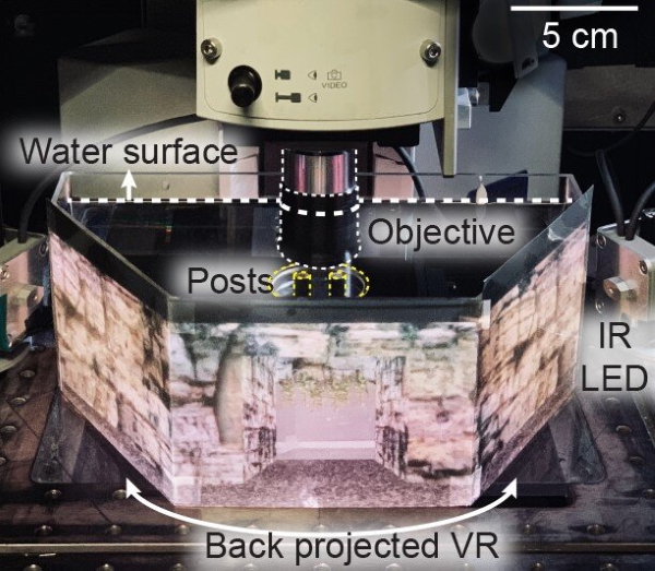 A glitch in the Matrix: Using VR to understand how fish predict the ...